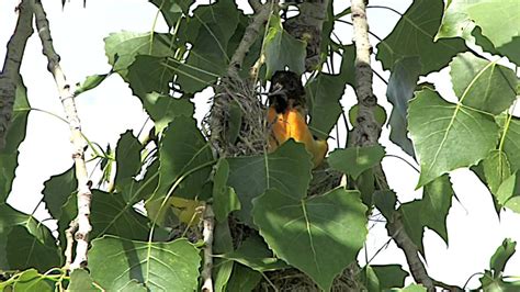 Oriole Nests Pictures Identify These Hanging Wonders Expert Guide