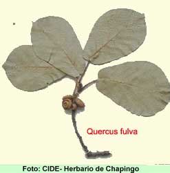 Quercus Fulva