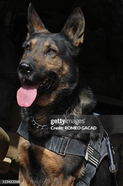 1 331 Brian Shepherd Photos And High Res Pictures Getty Images