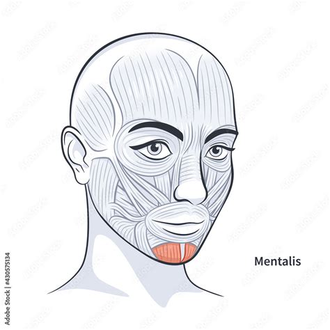 Mentalis