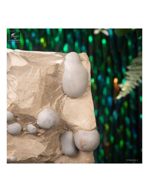 Opale Ménilite Espagne Sur Gangue