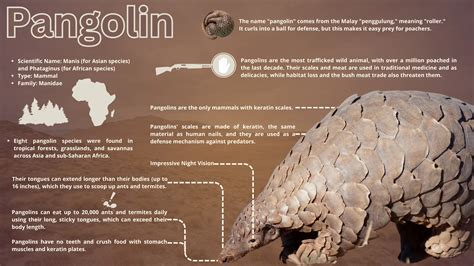 Pangolins Natures Scaly Guardians Encyclopedia Mdpi
