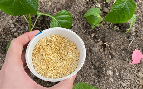 ფეტვის სასუქი რომელ მცენარეს უხდება და როგორ უნდა მოვამზადოთ იგი