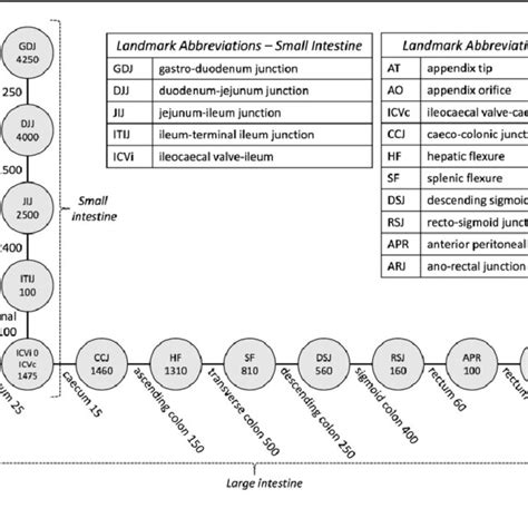 1d core model depicted as a graph with nodes representing anatomical
