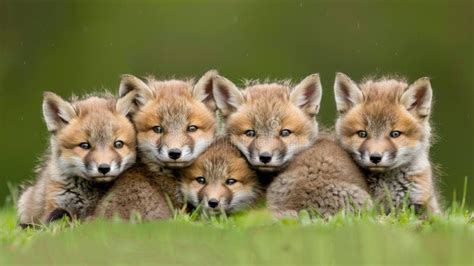 Four Red Foxes Stand In A Group Partially Hidden By Lush Greenery