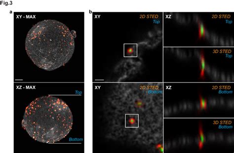 Confocal Images Visualize The Oocyte With Adhered 80 Nm Gold Beads The Download Scientific