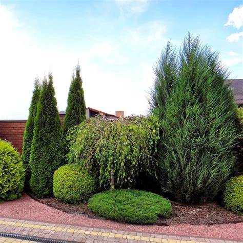 Ландшафтный дизайн можжевельник — Balabolkina Ru