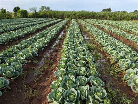 Cabbage Plantation Plot Stock Image Image Of Plant 269757769