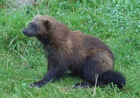Rare Wolverine Spotted In Northern Calif Keep An Eye Out Rv Travel