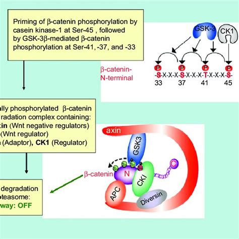 The Apc Gene Product Is A Critical Component Of The Apcb Catenin Download Scientific Diagram