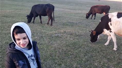 Պոչատ աղվես Youtube