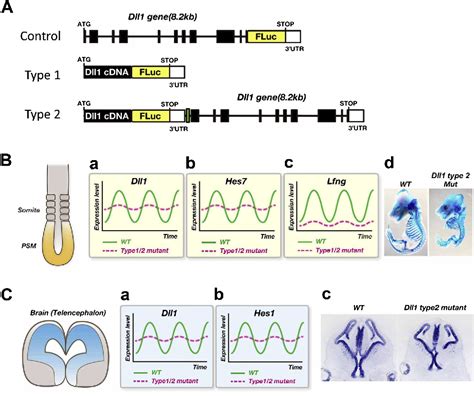 Figure 2 From Oscillatory Control Of Delta Like1 In Somitogenesis And Neurogenesis A Unified