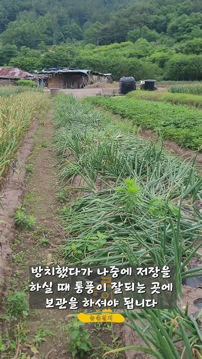 양파 수확시기 Youtube