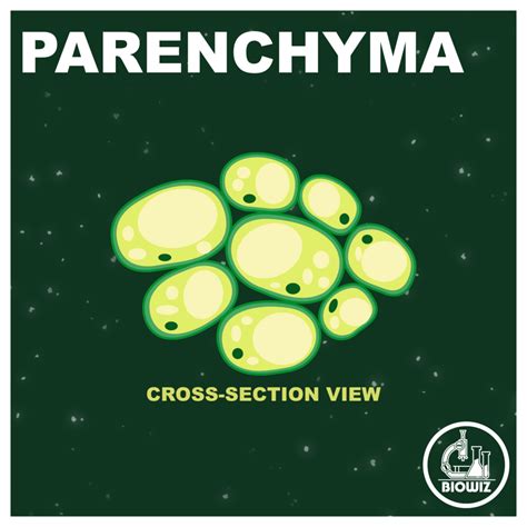 Parenchyma