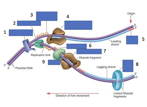 Dna Replication Diagram Diagram Quizlet Dna Replication Diagram Diagram Quizlet