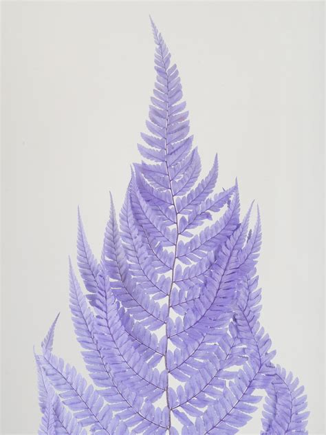 Папороть лісова стабілізована бузкова 60 см купити за ціною 79 грн • Dfb Elements Україна