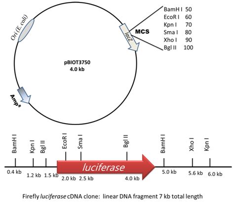 Solved Use P3750 Shown Below And The Luciferase Cdna Also Solved Use P3750 Shown Below And The Luciferase Cdna Also
