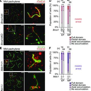 Figure S FANCD Foci Are Present In The Chromatin Domain With Meiotic Download Scientific