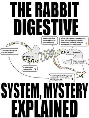 The Rabbit Digestive System Explained