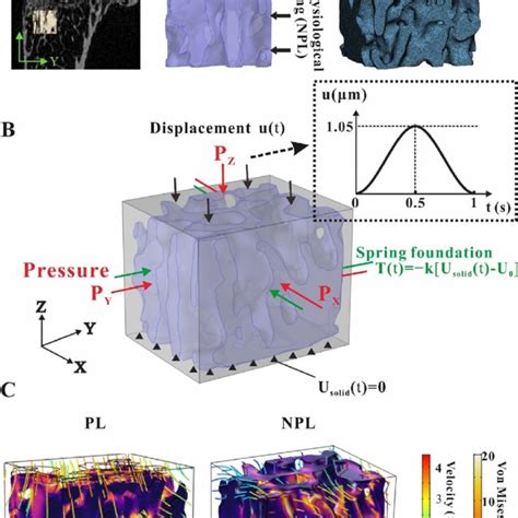 Pdf Fluidsolid Coupling Numerical Simulation Of Trabecular Bone