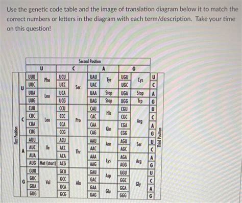Solved Use The Genetic Code Table And The Image Of Chegg
