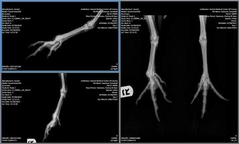Pododermatitis Bumblefoot Diagnosis Treatment Resolution And