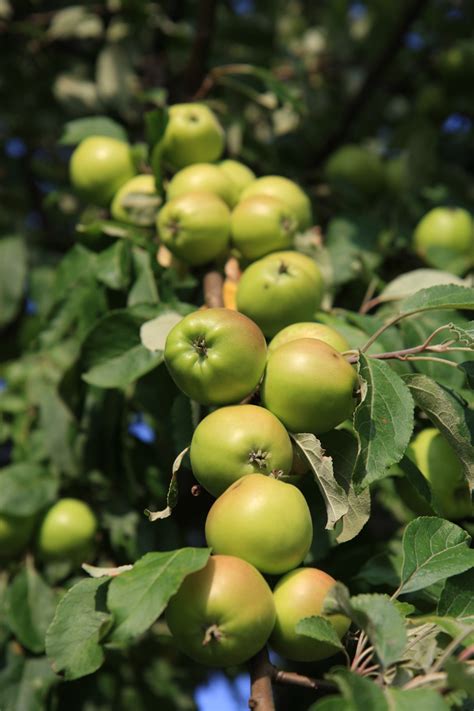 Apfelbaum Fachwerkde Die Fachwerkhaus Community