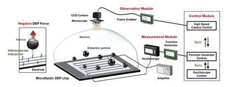 System Diagram Of The Dielectrophoretic Dep Tweezers Based Force Download Scientific Diagram