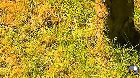 انیمیشن کفش دوزک ها فیلو