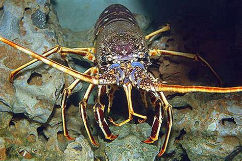 Галерея - фотографии лангустов