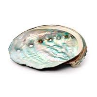 Abalone Shell Shi Jue Ming White Rabbit Institute Of Healing