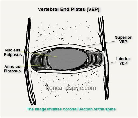 Intervertebral Disc Structure