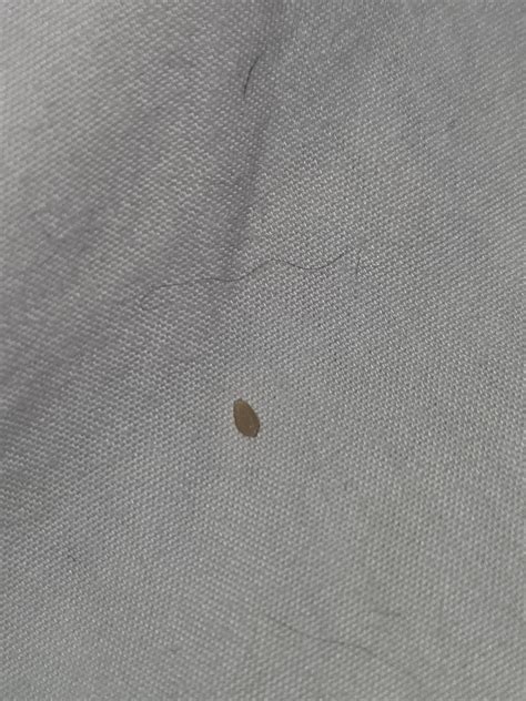 what is this potential bug r whatisthisbug