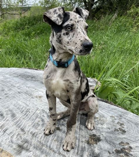 Hanging Tree Dog Mix