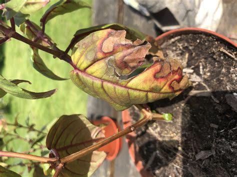 Fuchsia Disease — Bbc Gardeners World Magazine