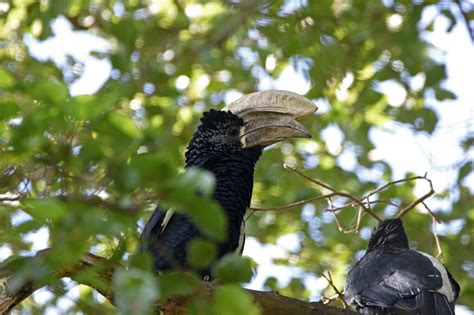 Definitive Guide To Silvery Cheeked Hornbill Facts Habitat