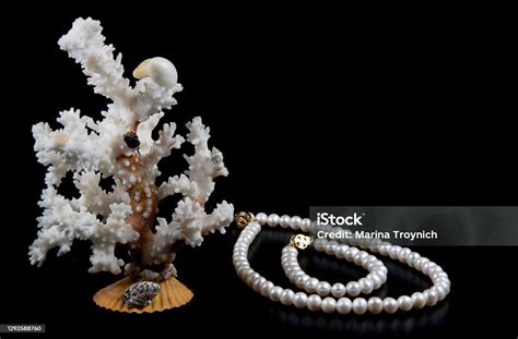 검은 색 배경에 고립 된 바다 흰색 산호의 천연 진주 목걸이 팔찌 조개 및 가지 우아한 패션 스타일 컨셉 0명에 대한 스톡 사진 및 기타 이미지 Istock