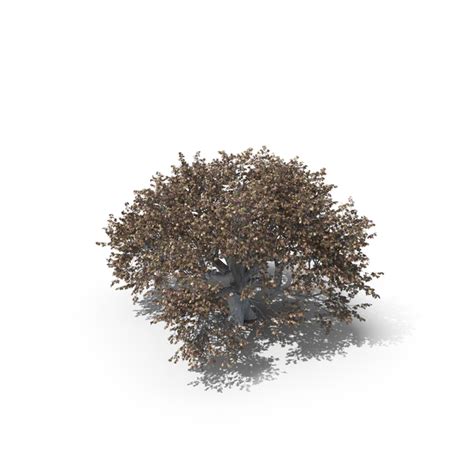 Oak Autumn Tree PNG Images PSDs For Download PixelSquid S C