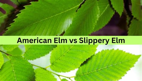 american elm vs slippery elm characteristics comparison 2025