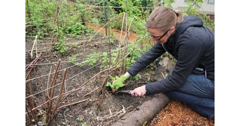 Подгответе площите за засаждане на малини и къпини Български Фермер