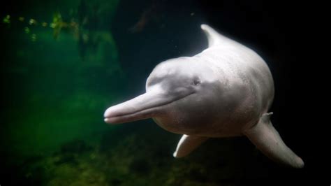 Pink Ganges River Dolphin