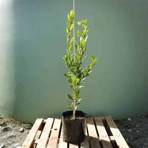 Laurus Nobilis — Statement Trees Laurus Nobilis — Statement Trees