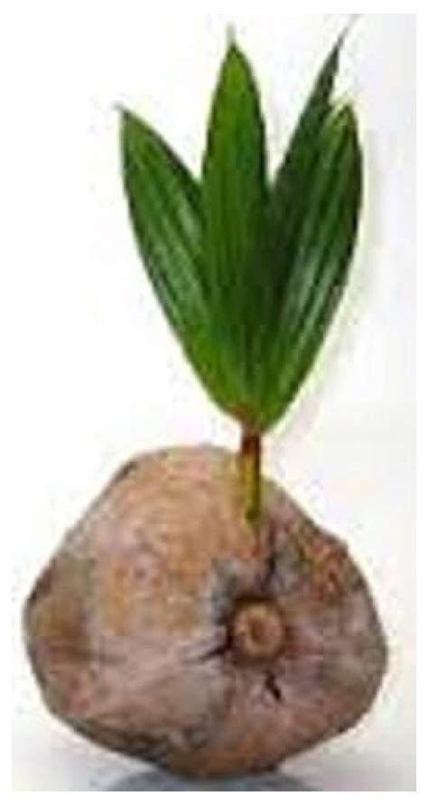 Sprouted Coconut Palm Tree Plant