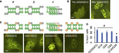 Systematic Generation And Imaging Of Tandem Repeats Reveal Base Pairing Properties That Promote
