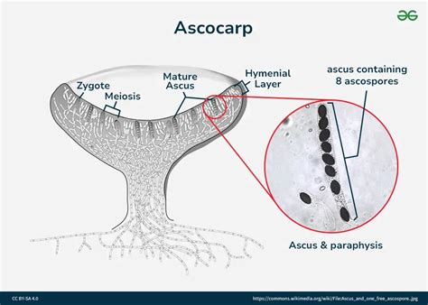 Ascocarp Geeksforgeeks