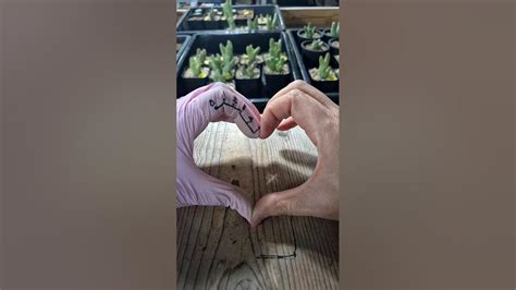 다육투어 라이브 다육판매영상 다육판매방 다육판매하는곳 다육이 다육이를부탁해 다육이판매영상 다육이라이브 다육이