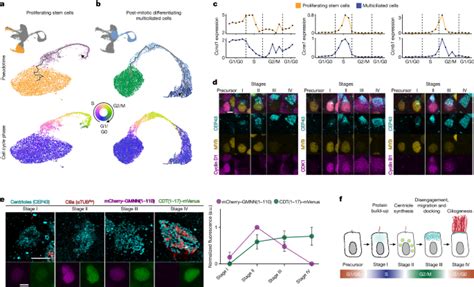 An Alternative Cell Cycle Coordinates Multiciliated Cell Differentiation Nature
