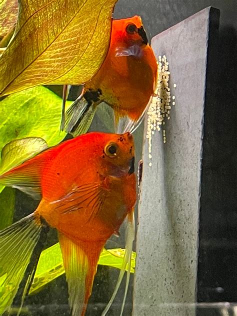 Sexing Angelfish Fish Breeding C A R E