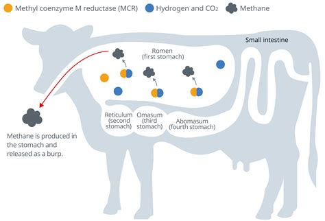 Tackling Methane Emissions From Dairy Farming One Cow Burp At A Time
