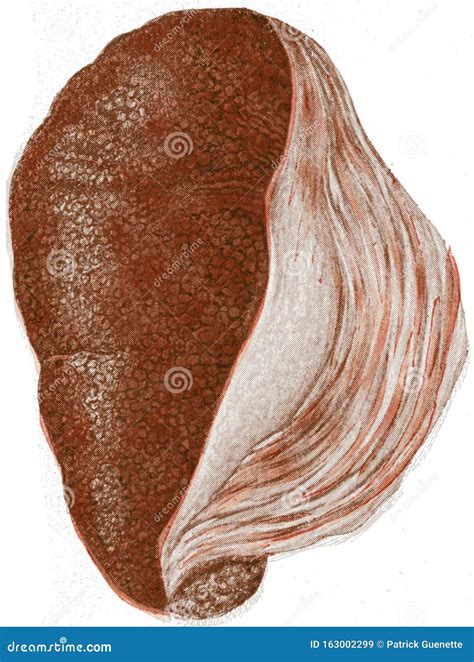 Interstitium Human Body Anatomy Stock Illustration